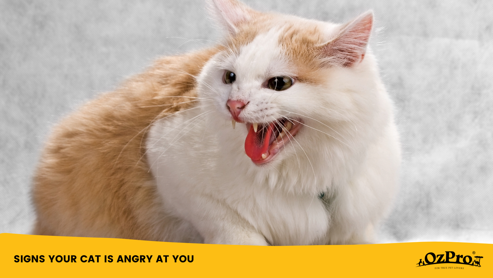 How to Tell if Your Cat Is Mad at You – OzPro Pets