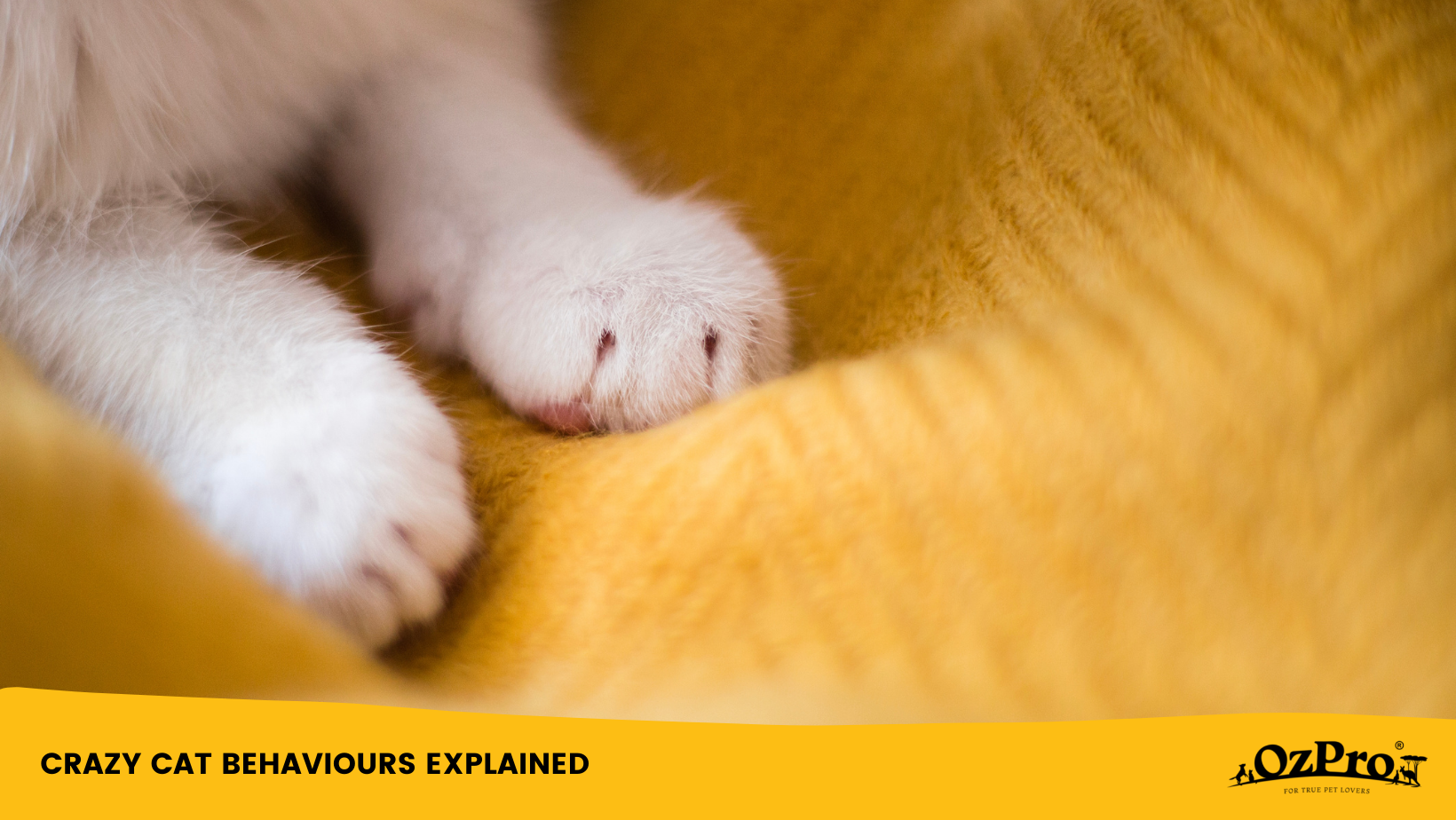 5 Crazy Cat Behaviours Explained – OzPro Pets