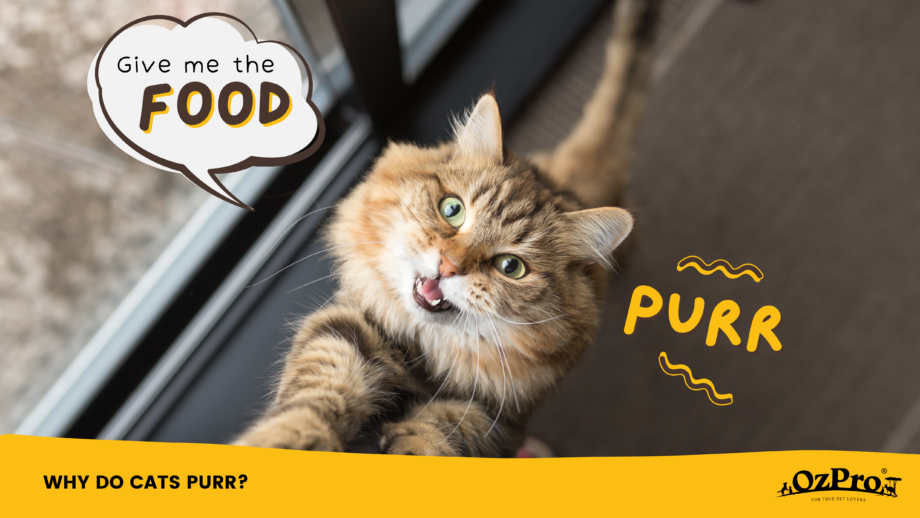 WHY do cats PURR? – OzPro Pets