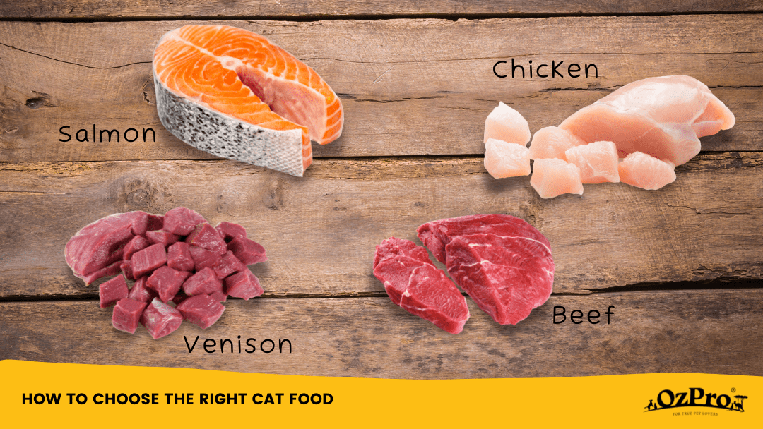 How to choose the right cat food? – OzPro Pets